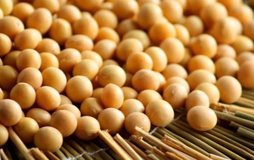 Bleached Hydrophilic Finish Soybean Protein Fiber 1.5D×38mm A Grade